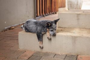 10 Steps to Build Your Own Dog Fence - Minora Design